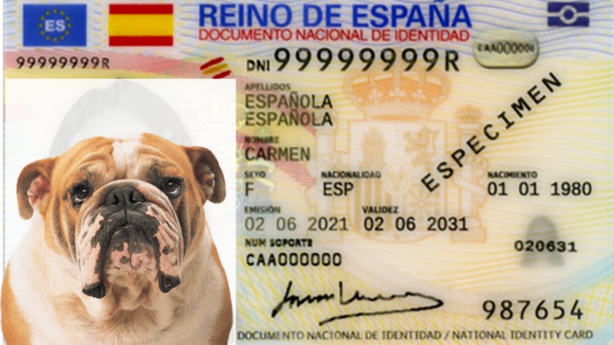 Entra en vigor el DNI para perros y gatos: requisitos y cómo solicitarlo